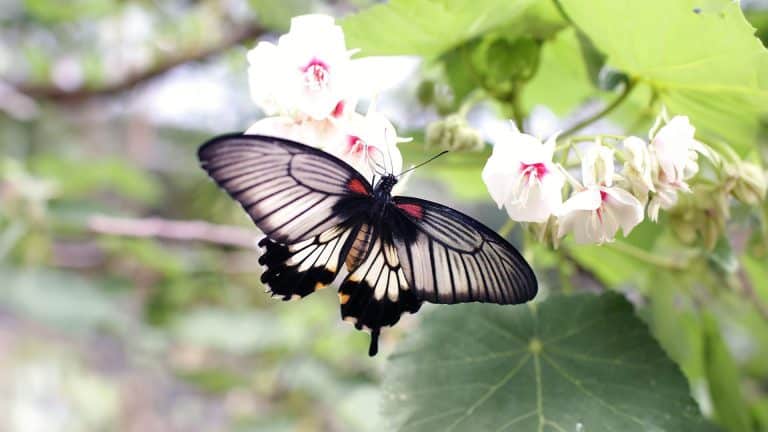 20+ Free Beautiful Spring Screensavers and Wallpapers - Mystery Review Crew
