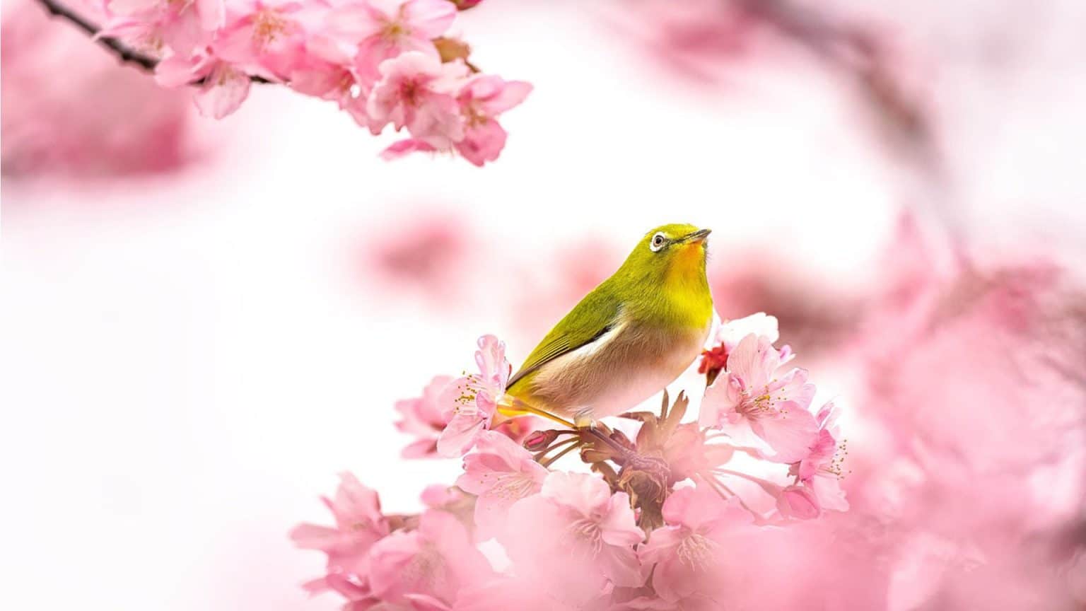 20+ Free Beautiful Spring Screensavers and Wallpapers - Mystery Review Crew