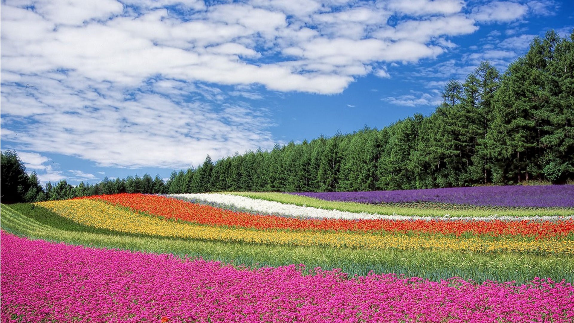 20+ Free Beautiful Spring Screensavers and Wallpapers - Mystery Review Crew