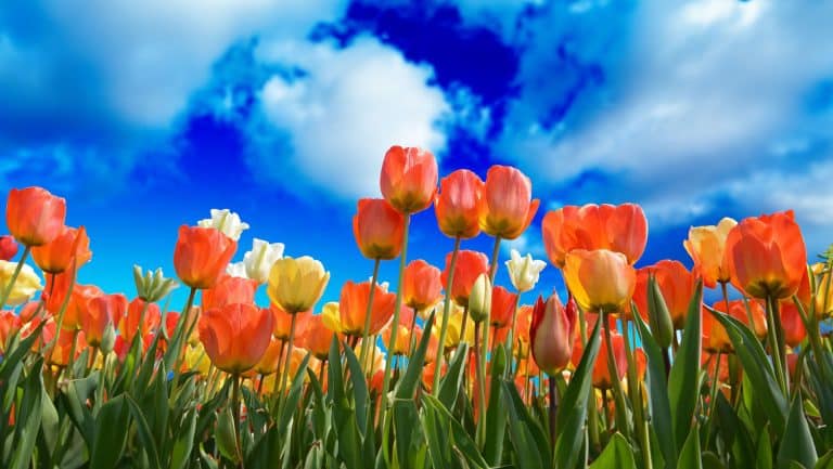 20+ Free Beautiful Spring Screensavers and Wallpapers - Mystery Review Crew